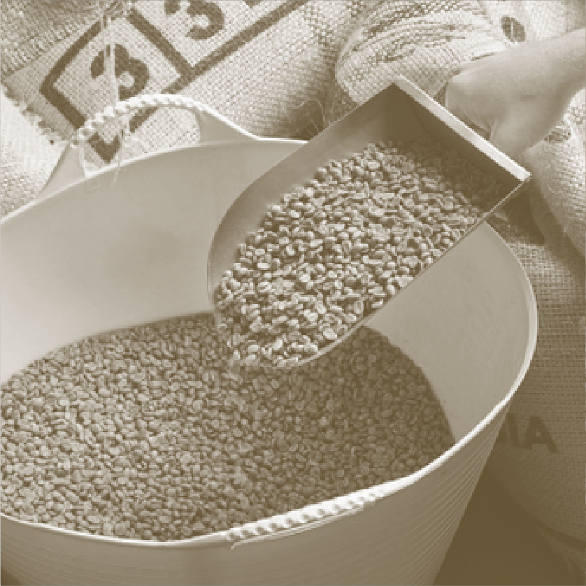 Top Unroasted Raw Arabica Coffee Beans Supplier in Malaysia