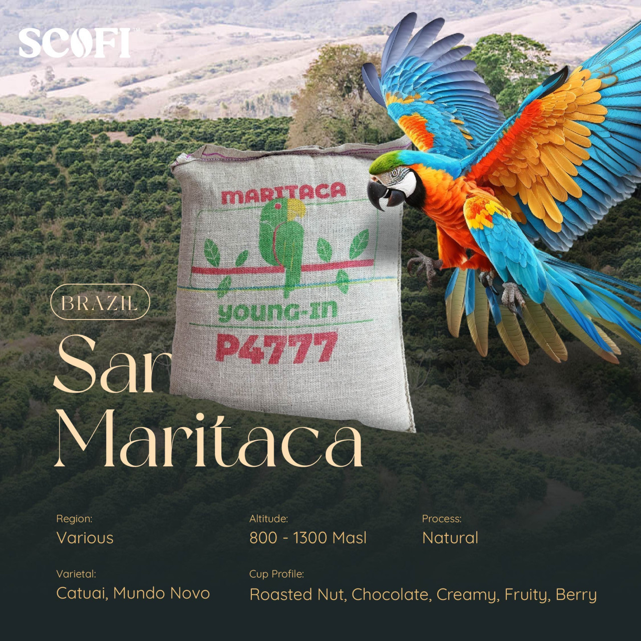 Scofi is top unroasted coffee beans supplier in Malaysia
